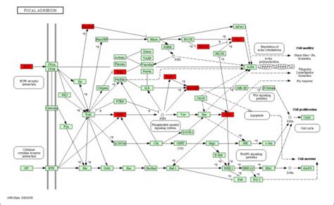 FOCAL ADHESION FOCAL ADHESION Pathway And The Associated Genes The Download Scientific