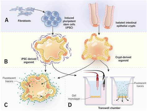 Measurements Of Epithelial Barrier Permeability In Human Intestinal Download Scientific Diagram