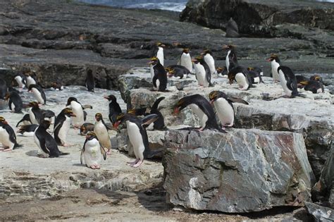 Macaroni Penguin Facts Diet Habitat And Pictures On Animaliabio