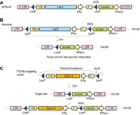 Figure 2 From An Inducible And Reversible Mouse Genetic Rescue System