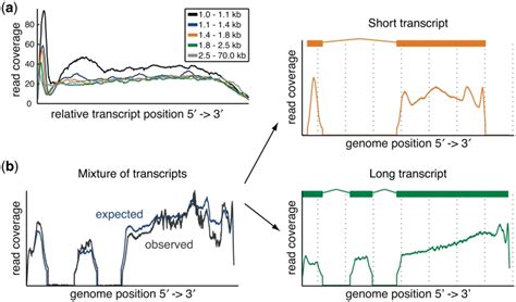 Transcript Profiles A Normalized Read Coverage With Respect To The