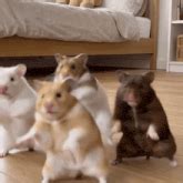 Hamster Dance  Hamster Dance Dancing Discover And Share S