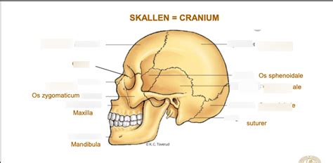Skelettet Cranium Diagram Quizlet