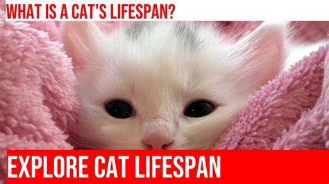 The Average Lifespan Of Cats Factors And Facts Youtube