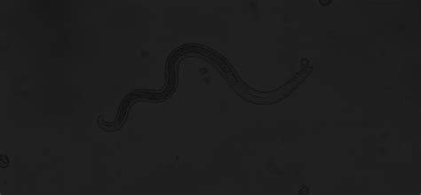 Ecospray Potato Cyst Nematodes