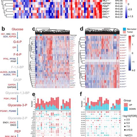 Single Cell Transcriptome Analysis Of The Expression Of Glycolytic