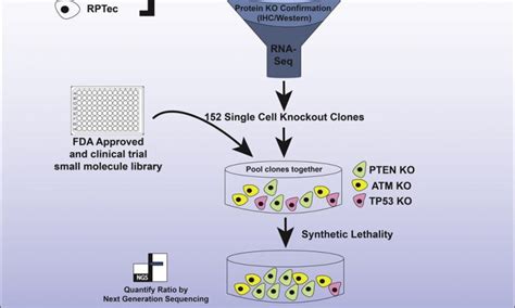 A New Tool To Screen Drugs That Target Loss Of Tumor Suppressor Genes