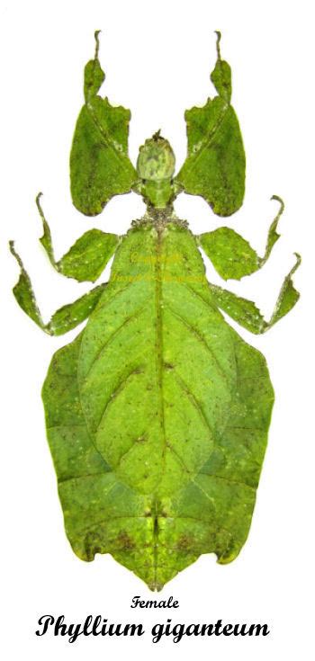 Phyllium Giganteum