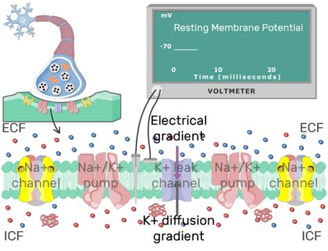 Postsynaptic Neuron Resting Membrane Potential Getbodysmart