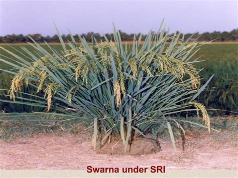 0430 System Of Rice Intensification Sri Ppt