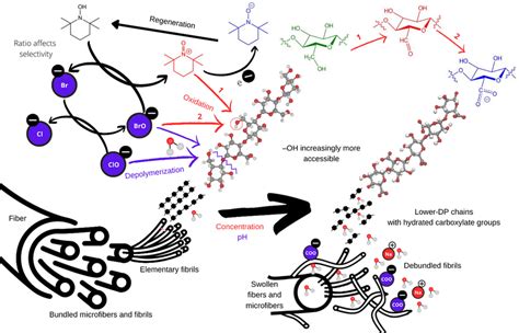 Schematic Representation Of Oxidation Depolymerization Hydration And Download Scientific