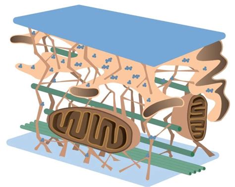 Organizzazione Schematica Del Citoscheletro Bald Mountain Science