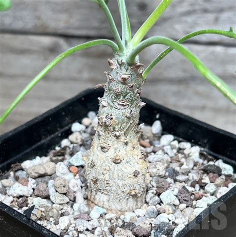 Shpr15260 Pelargonium Crithmifolium Cactus Online