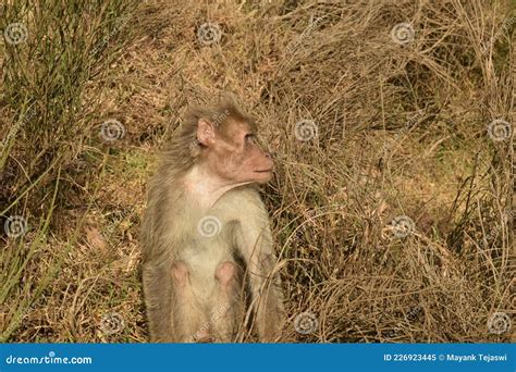 Monkey Sitting In Grassland And Looking Sideways Stock Image Image Of