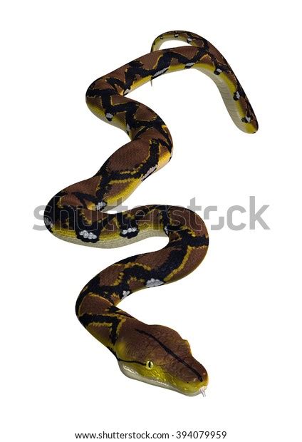 Reticulated Python Python Reticulatus Species Python Stock Illustration 394079959