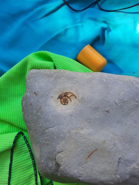 Is This A Fossil And What Kind Is It R FossilPorn