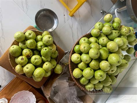 How To Grow Taiwanese Guava To Produce Big Fruit Making A Female