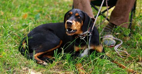 10 Nejčastěji Chovaných Druhů Opic Exotický Chovatel Hobbio Cz