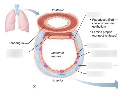 Lower Resp Tract Histology Diagram Quizlet