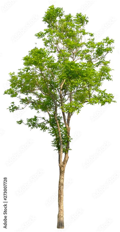 Beautiful Tree Isolated On White Background Suitable For Use In Architectural Design Or
