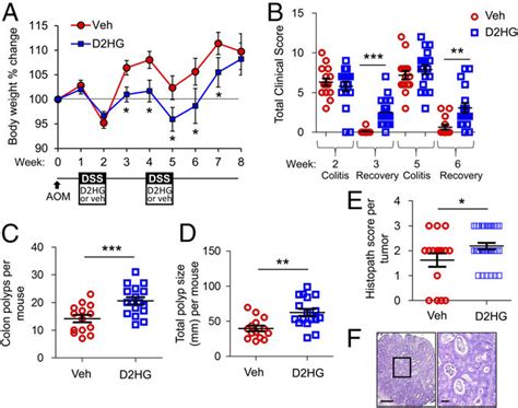 D2hg Enhances Tumorigenesis In The Aom Dss Mouse Model Of Cac A Download Scientific Diagram
