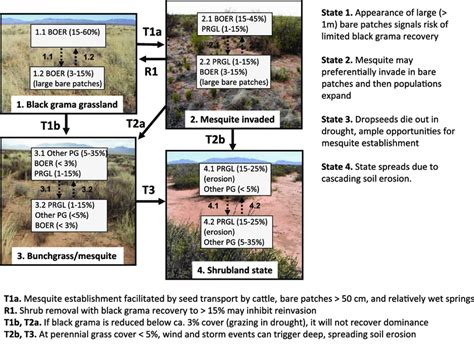 An Example Of A State And Transition Model Developed For The Sandy