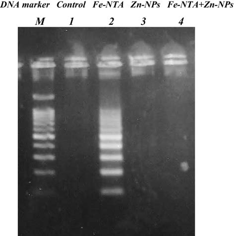 Dna Fragmentation Pattern Of Different Studied Groups On Agarose Gel