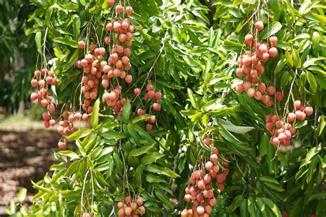 Fruit Trees Queensland Climate At Scott Cahill Blog