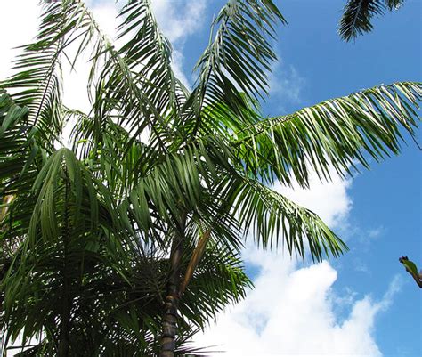 How To Grow The Acai Palm Tree Euterpe Oleracea