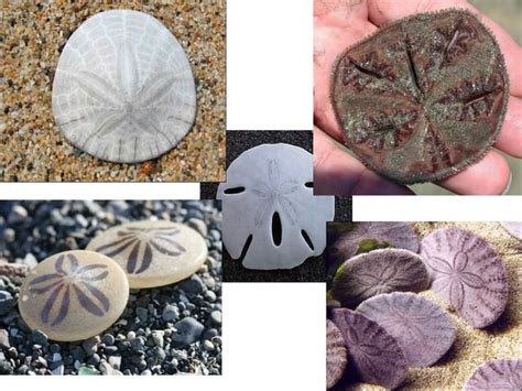 Materi Bahan Kuliah Kelas Echinodermsppt