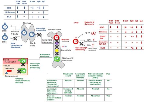 Primary Immune Deficiencies Diagram Quizlet