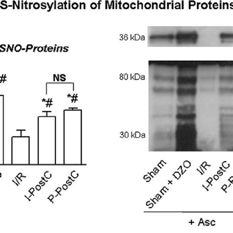 S Nitrosylation Sno Of Mitochondrial Proteins Levels Of Total Sno