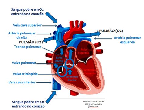 Anatomia e Fisiologia do Coração Blog Equinovet