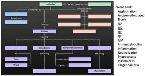 Antibodies Are Also Known As Immunoglobulins They Are Grouped Into 5 Classes Iga Igd Ige