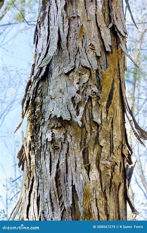Shagbark Hickory Tree Trunk Up Close Stock Image Image Of Hickory