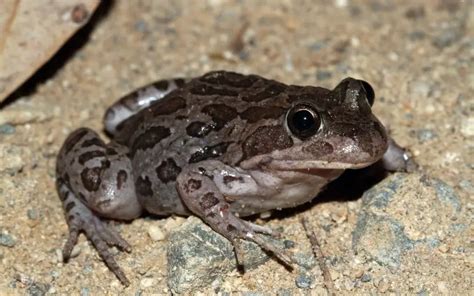 Spotted Grass Frog Facts Diet Habitat And Pictures On Animaliabio