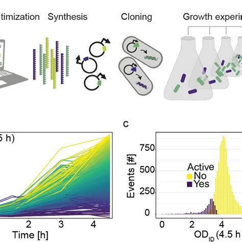 Generation Of Antimicrobial Peptide Library A Biological Diversity