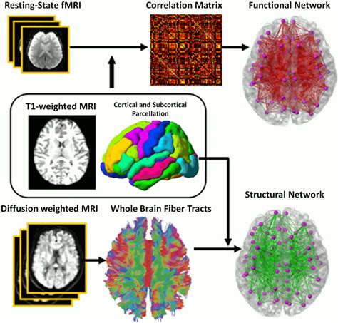 A Schematic Diagram Of The Functional And Structural Network Analysis