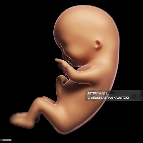 Foetus At 3 Months Artwork High Res Vector Graphic Getty Images