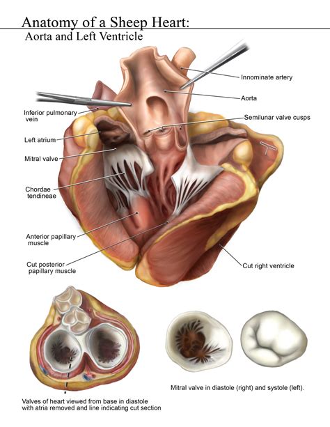 Sheep Heart Valves Labeled At Terry Hanson Blog