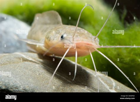 Walking Catfish Aquarium At Maddison Westacott Blog