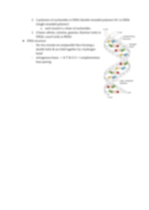 SOLUTION IB Biology Unit 2 Chapter 6 Structure Of DNA And RNA Studypool