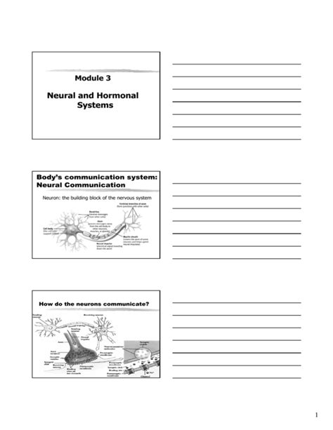 Neural And Hormonal Systems