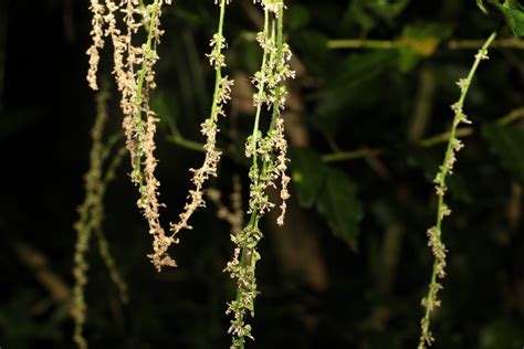 Monococcus Echinophorus From Neurum Qld 4514 Australia On January 21 2023 At 03 20 Pm By Greg