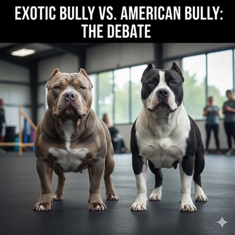 Exotic Bully And Micro Exotic Khác Gì American Bully Giá