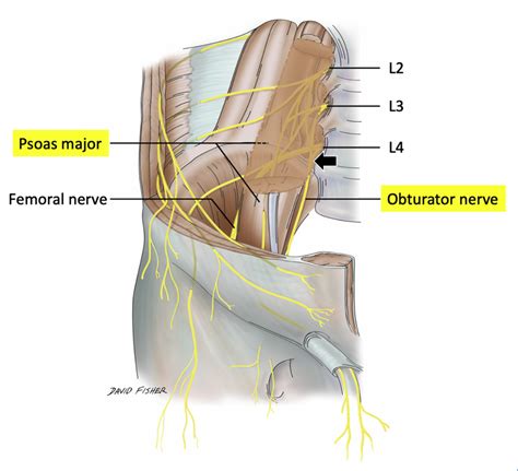 Obturator Nerve Dr Justin Dean