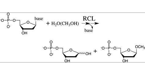 Rcl Hydrolyzes 2′ Deoxyribonucleoside 5′ Monophosphate Via Formation Of
