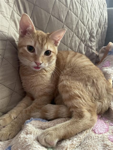 Orange Plot Twist Roneorangebraincell