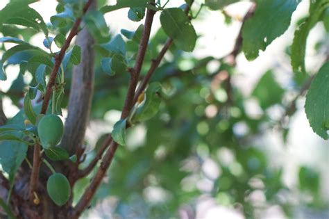 Free Images Tree Branch Blossom Fruit Sunlight Leaf Flower