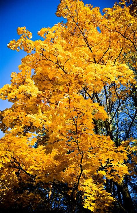 Yellow Tree Leaves Indian Summer Stock Image Image Of Indian Summer